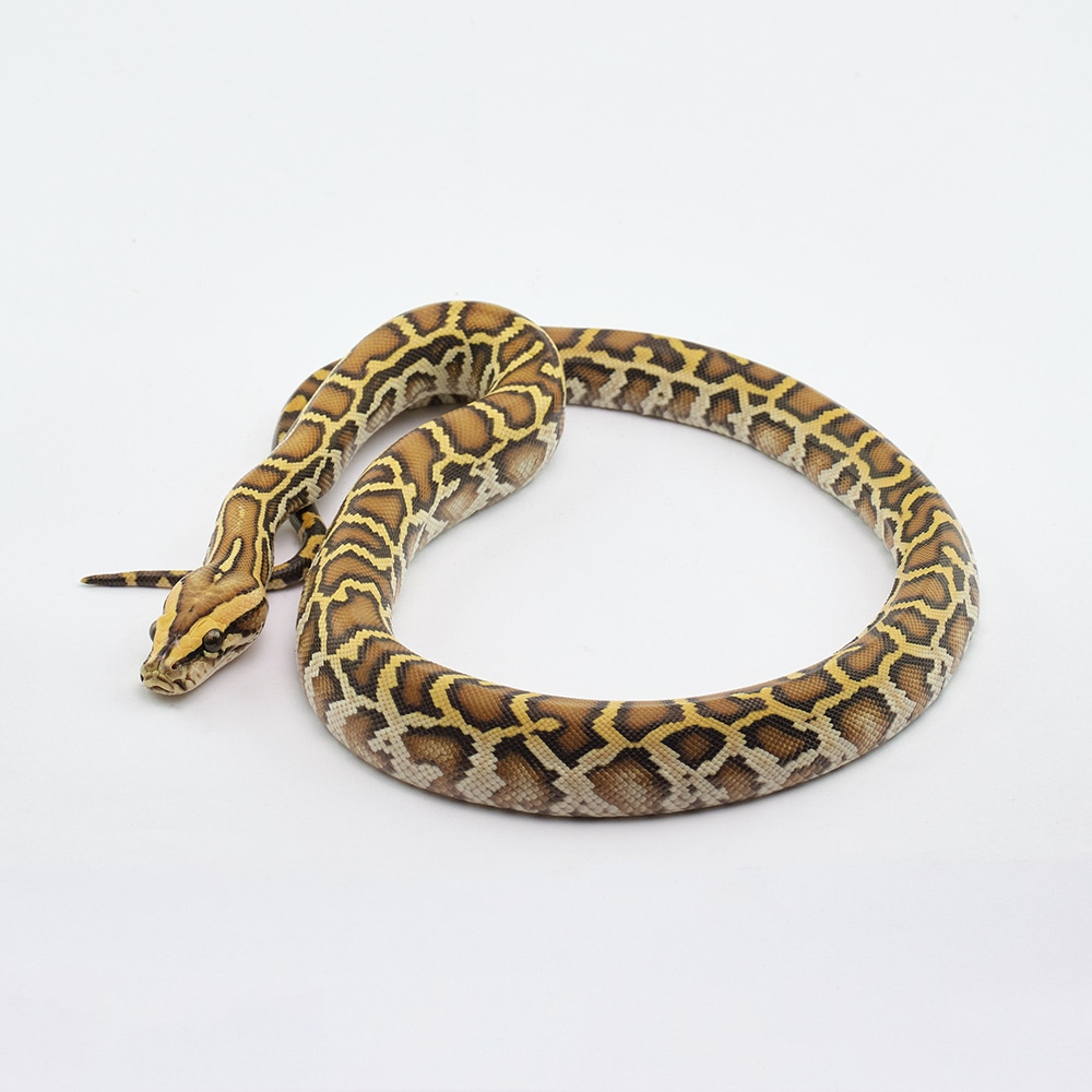 Caramel 66 % Het. Piebald Poss. Het. Albino Burmese Python by Snakeguy ...