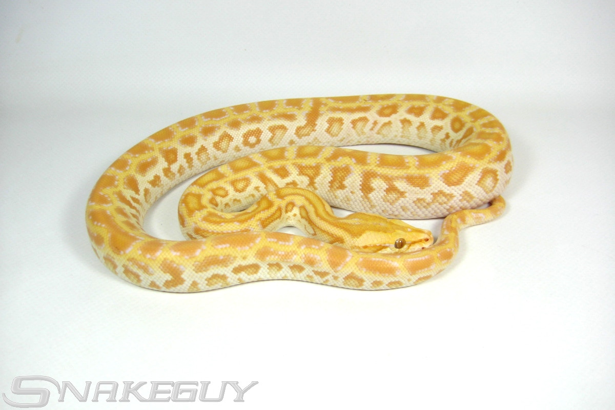 Pearl Het. Labyrinth Poss. Het. Caramel And Piebald Burmese Python by ...