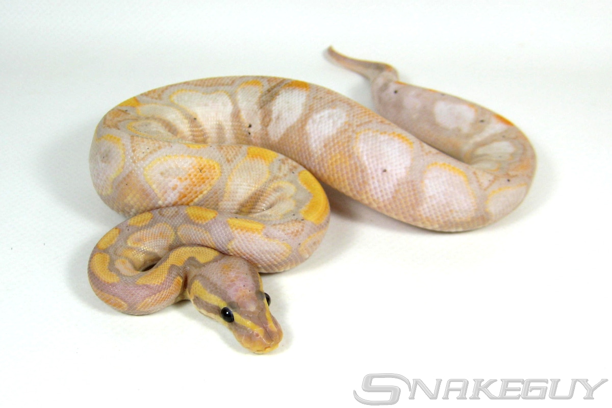 Super Banana Enchi Calico (Female Maker) Ball Python by Snakeguy ...