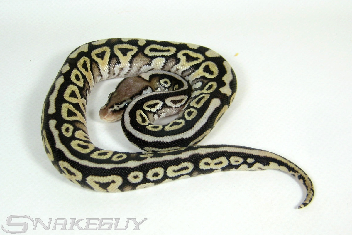 Twister Pastel Leopard Spotnose Ball Python by Snakeguy - MorphMarket