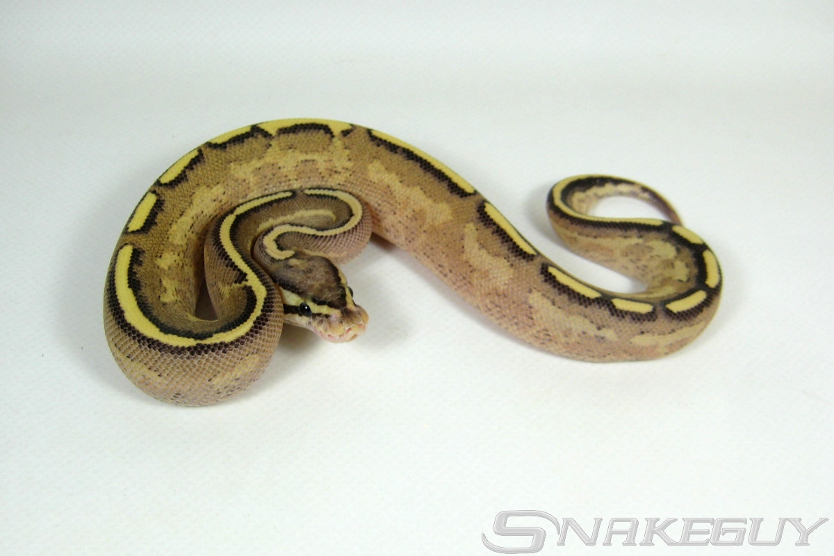 Gravel Spark Ball Python by Snakeguy - MorphMarket