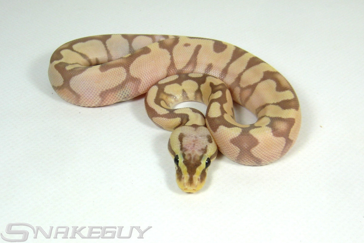 Banana Enchi Het. Clown Ball Python by Snakeguy - MorphMarket