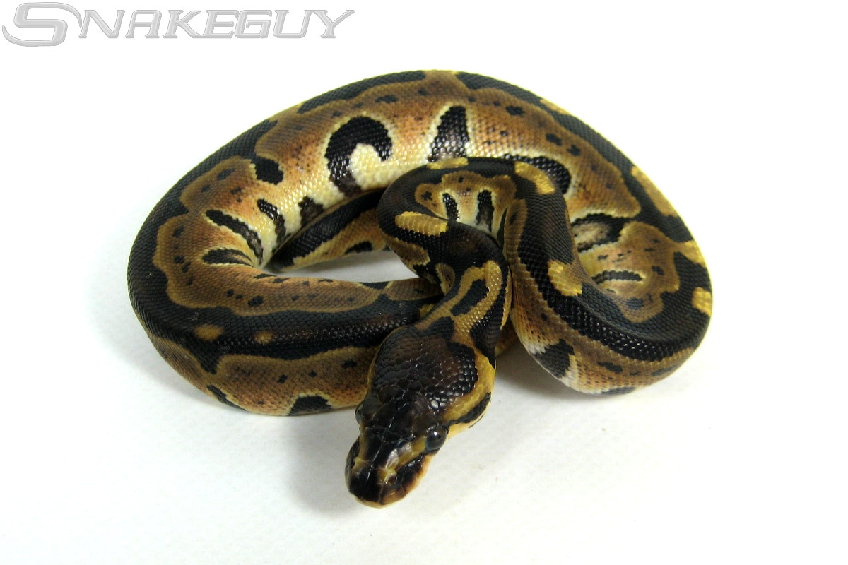 Twister + New Gene Het. Desert Ghost Ball Python by Snakeguy - MorphMarket