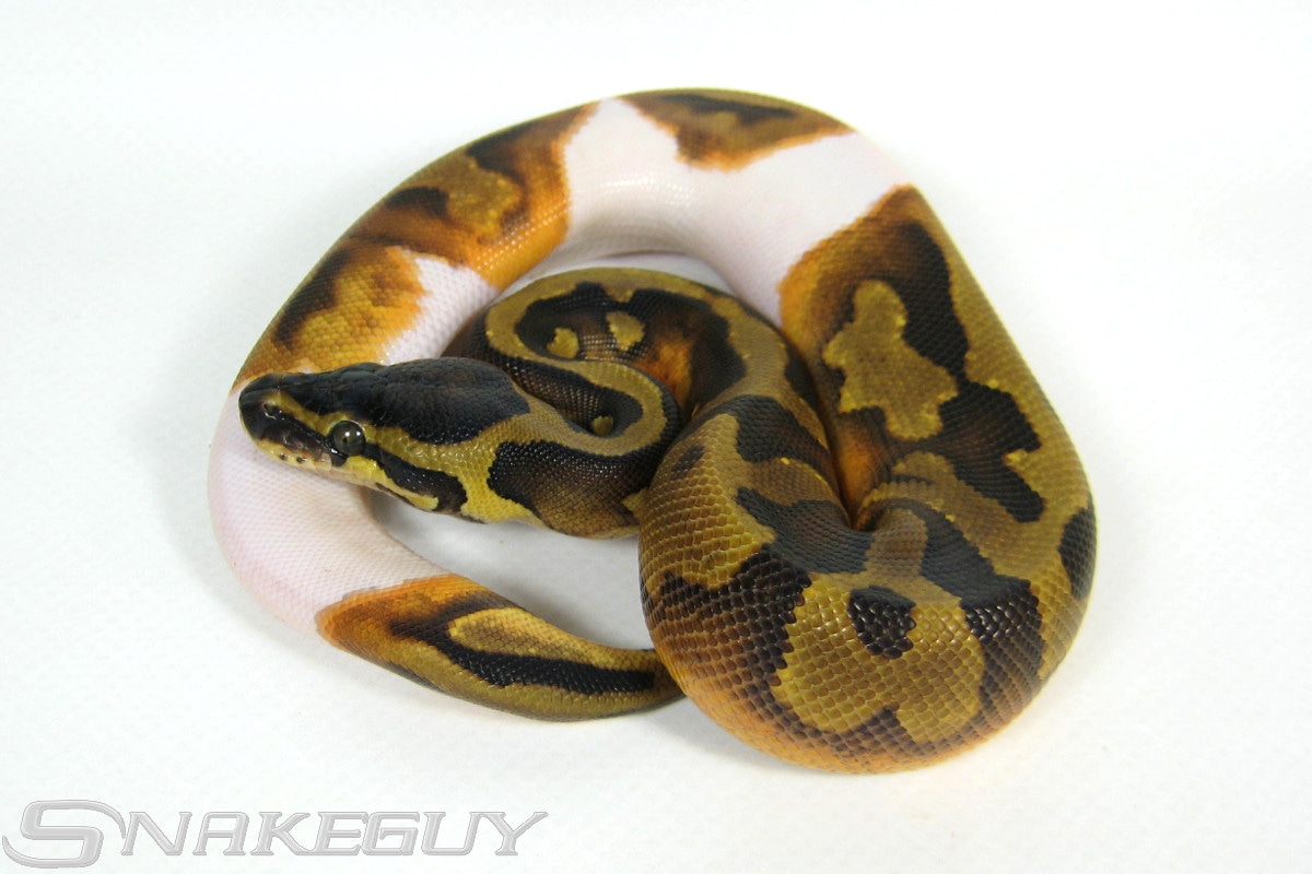Enchi Piebald Ball Python by Snakeguy - MorphMarket