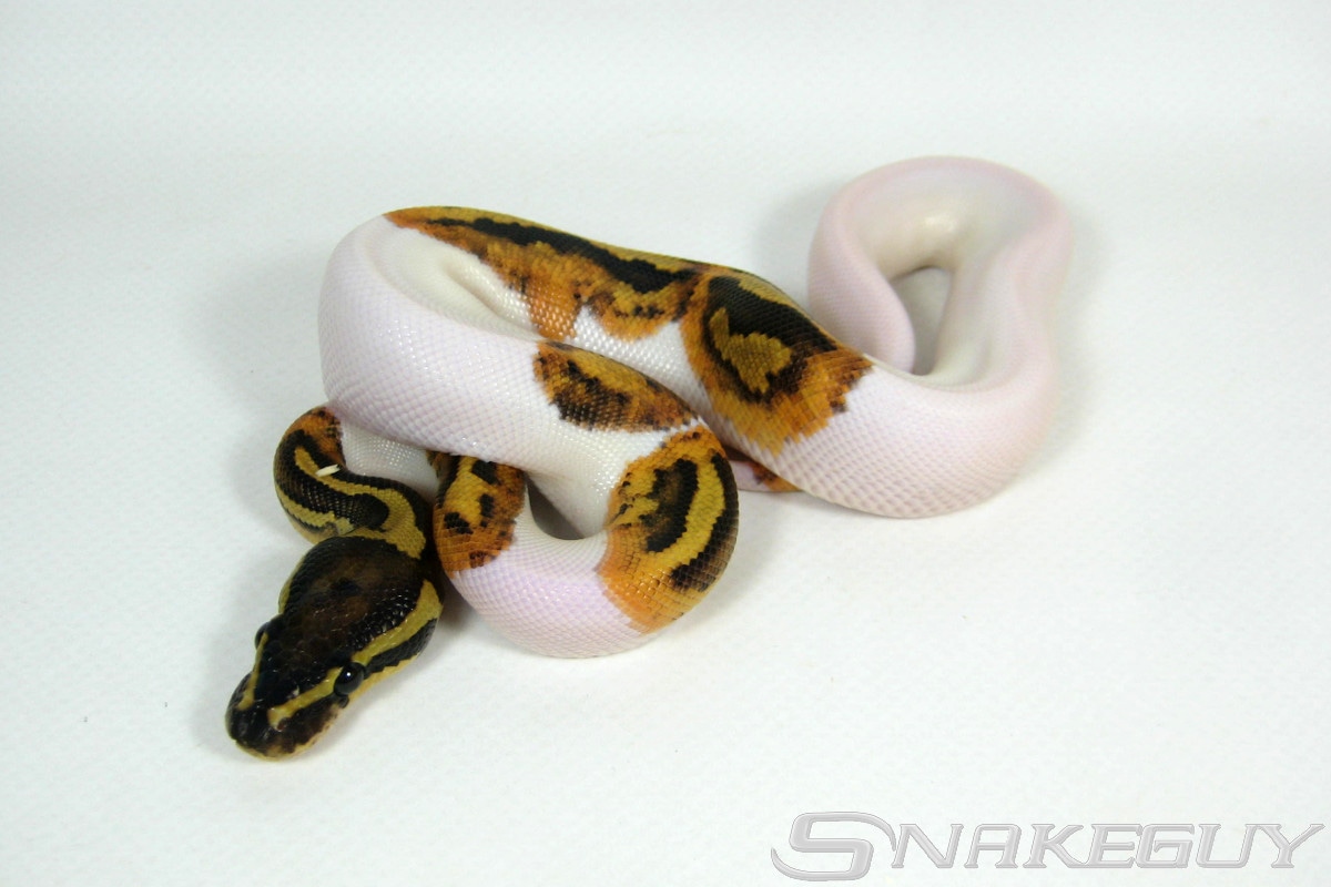 Fire Piebald Ball Python by Snakeguy - MorphMarket