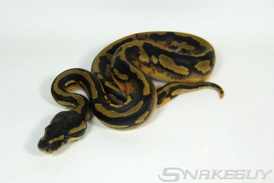 Piebald + New Gene Ball Python by Snakeguy