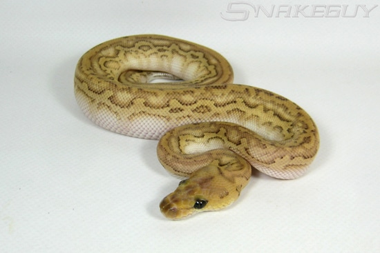Twister Lesser Motley Clown Ball Python by Snakeguy