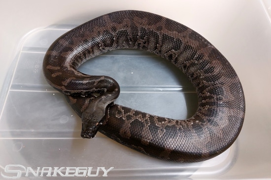 Sumatran Short-Tailed Python Black Head by Snakeguy