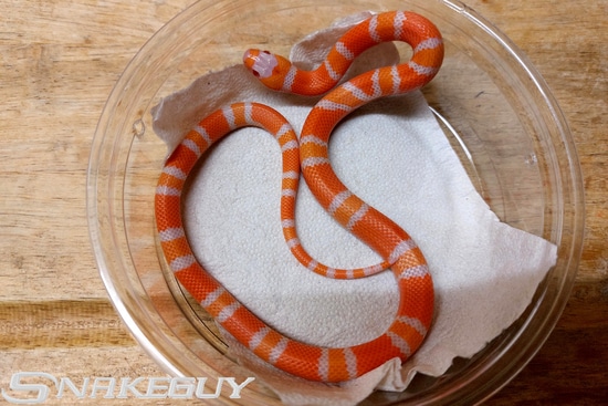Tangerine Albino Honduran Milk Snake by Snakeguy