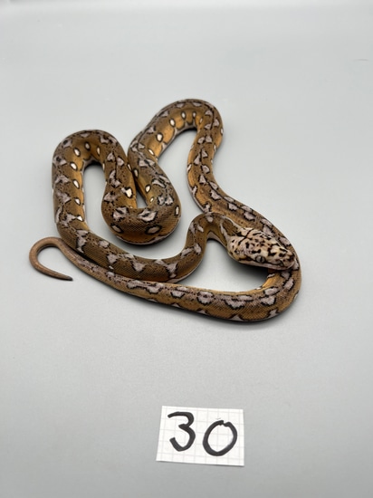 Aztec Tiger Motley Sunfire Het. White Albino Reticulated Python by Snakeguy