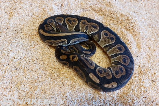 Black Pastel Het. Albino, Ultramel Ball Python by Snakeguy