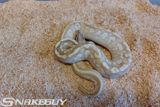 Banana Chaos (Twister Mojave) Ball Python by Snakeguy