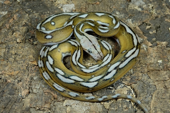 Motley Tiger Sunfire Het. White Phase Albino Reticulated Python by Snakeguy