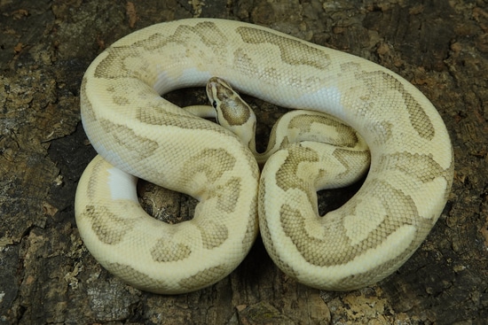 Enchi Disco Inferno Poss. Het. Clown Ball Python by Snakeguy