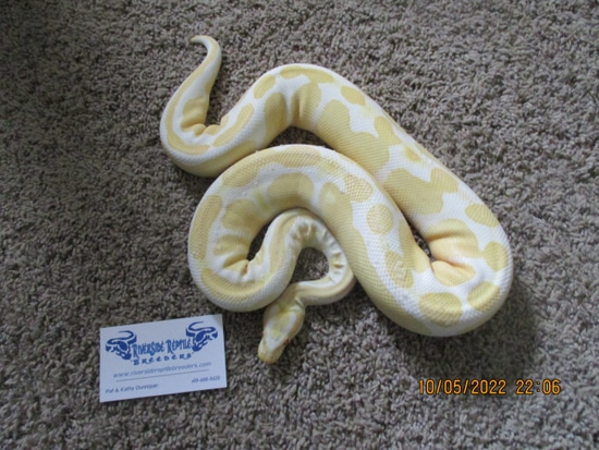 Albino Het Pied (Gravid) Ball Python by Riverside Reptile Breeders