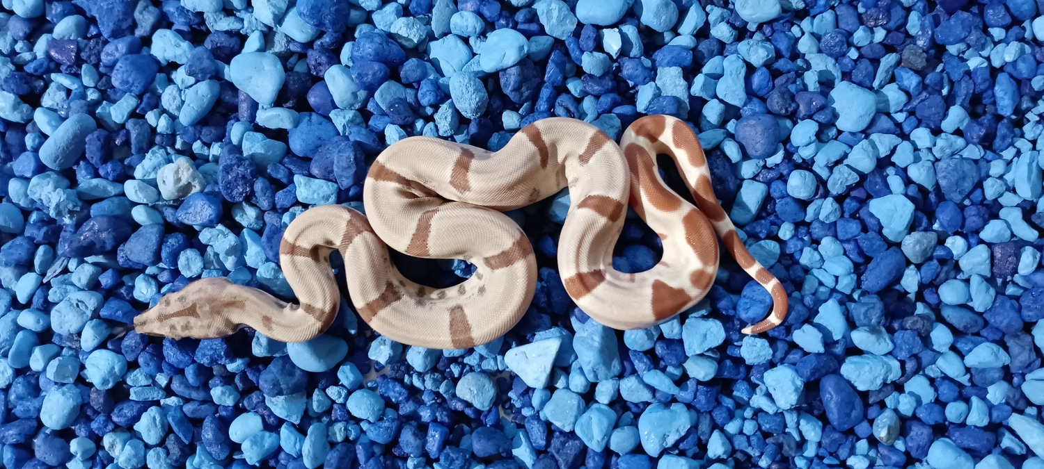 Super Hypo Jungle Boa Constrictor by Riverside Reptile Breeders ...