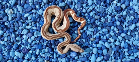 Hypo Jungle Boa Constrictor by Riverside Reptile Breeders - MorphMarket