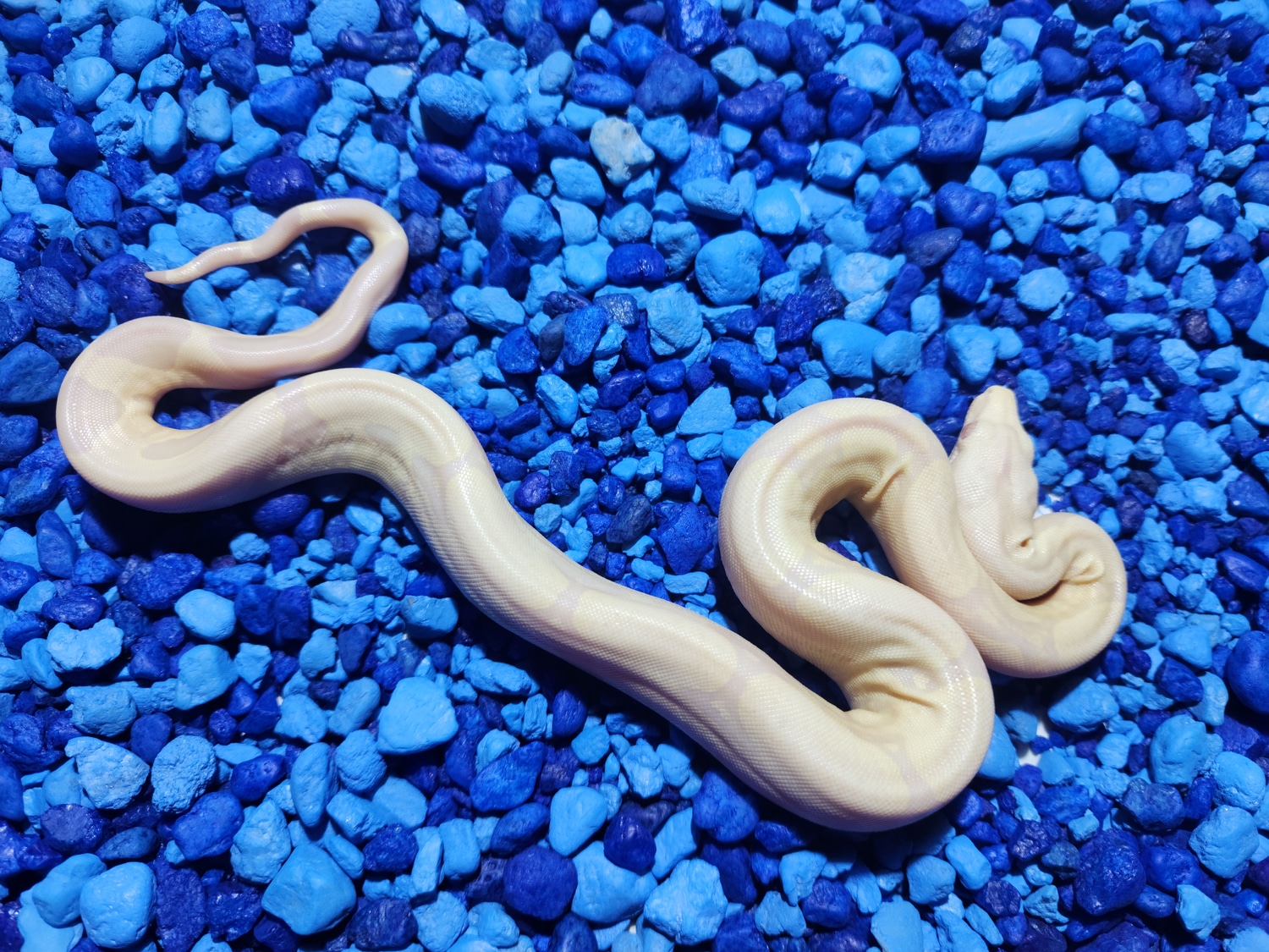 Snow 100% Het Sterling (Poss Jungle) Boa Constrictor by Riverside ...