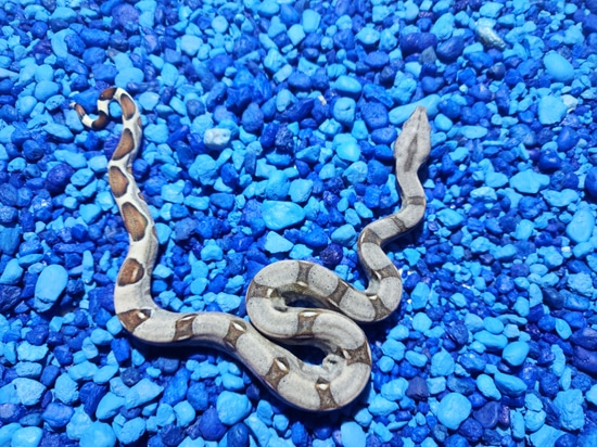 Het Sterling 100% Het Albino Boa Constrictor by Riverside Reptile Breeders