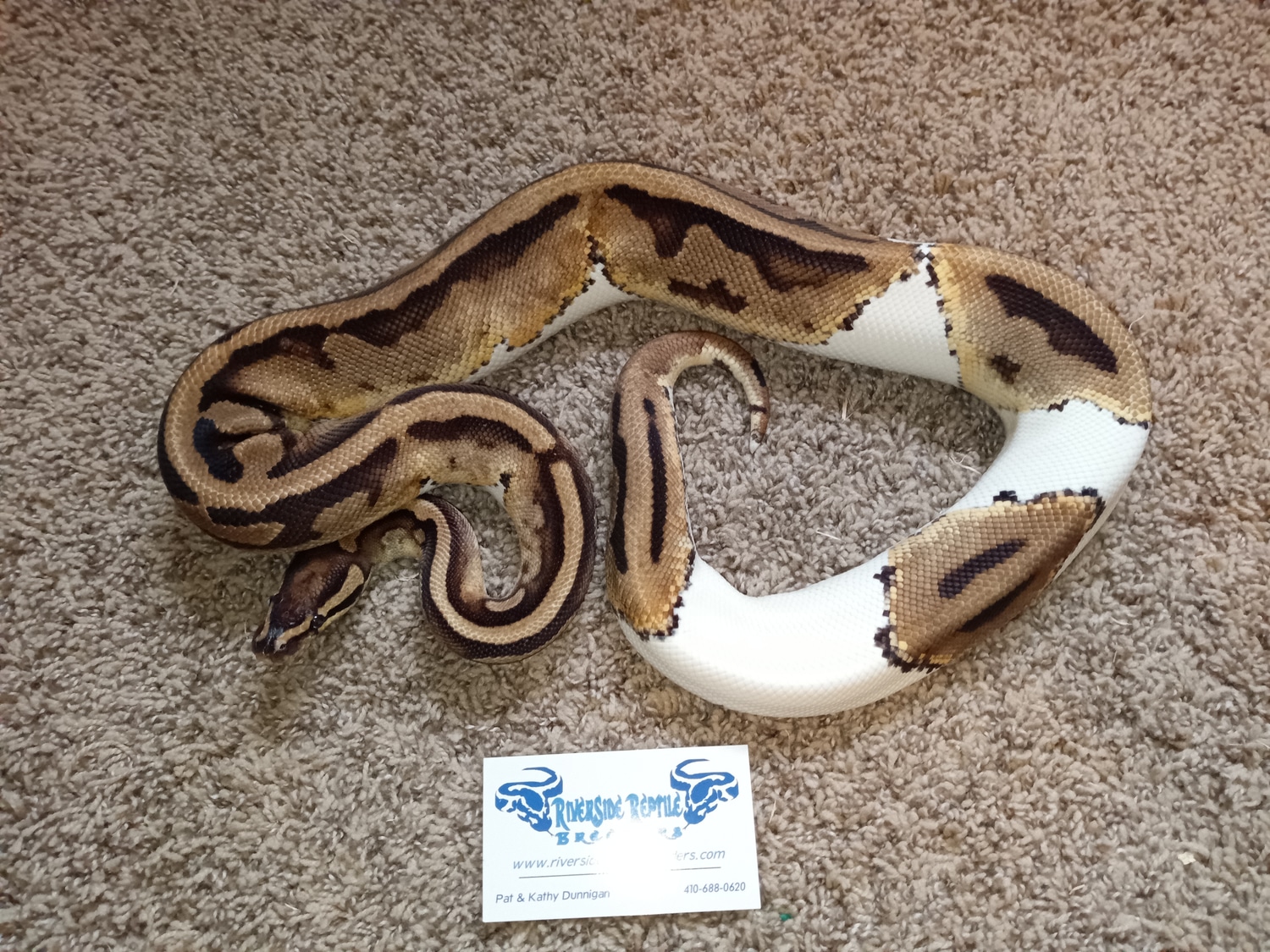 Pied Het Albino FREE SHipping Ball Python by Riverside Reptile Breeders ...