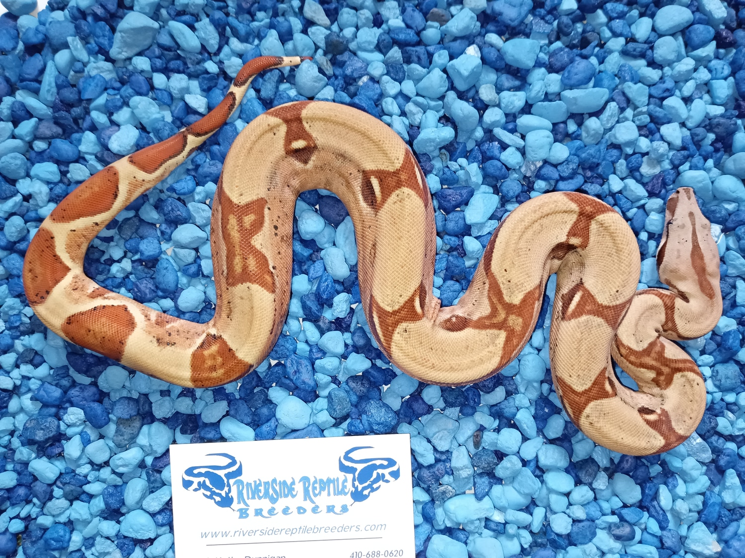 Hypo Jungle Het Albino Het Sterling (Price Is Shipped) Boa Constrictor ...
