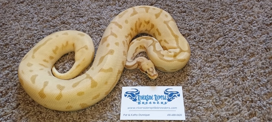 Banana Phantom Spider Leopard Het Pied Ball Python by Riverside Reptile ...