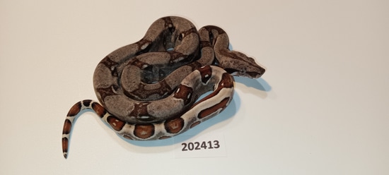 Het Sterling Boa Constrictor by Riverside Reptile Breeders