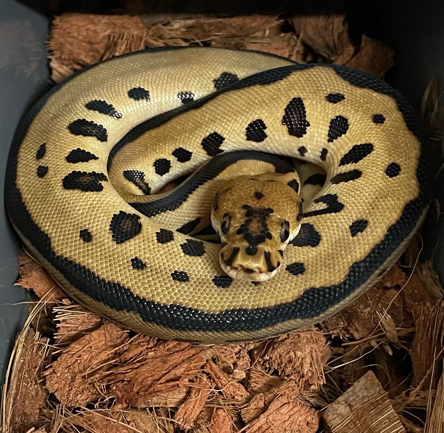 Batman Ball Python by SnakeHead Genetics - MorphMarket