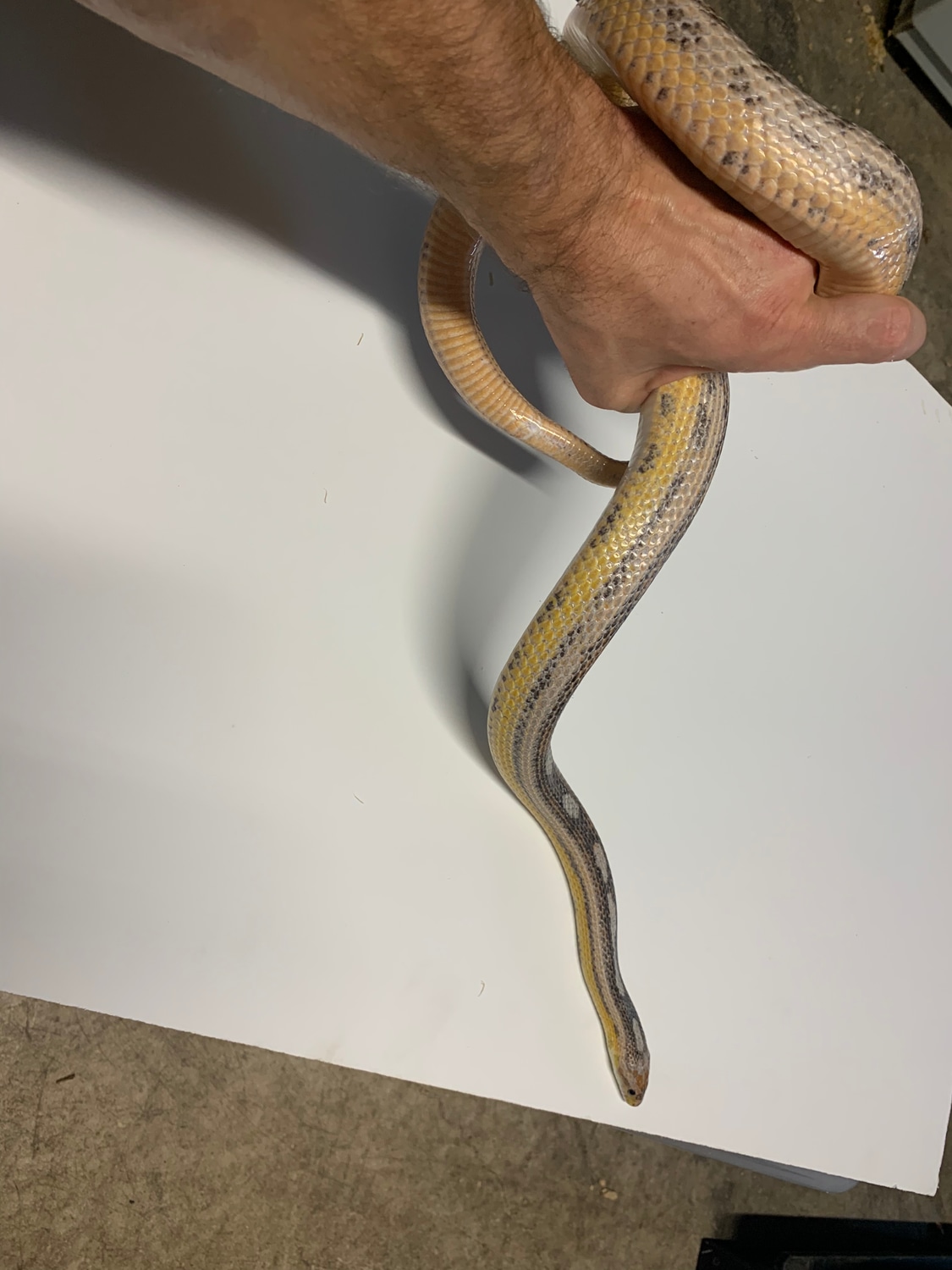 Het Ultra Corn Snake by Reptile Hobbies - MorphMarket