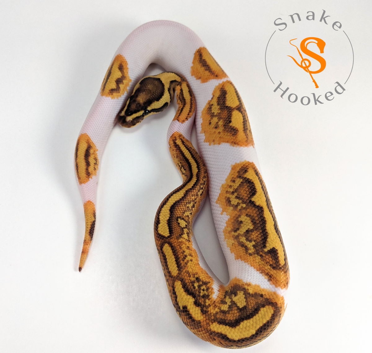 Yellow Belly Enchi Pied Ball Python by Snake Hooked - MorphMarket