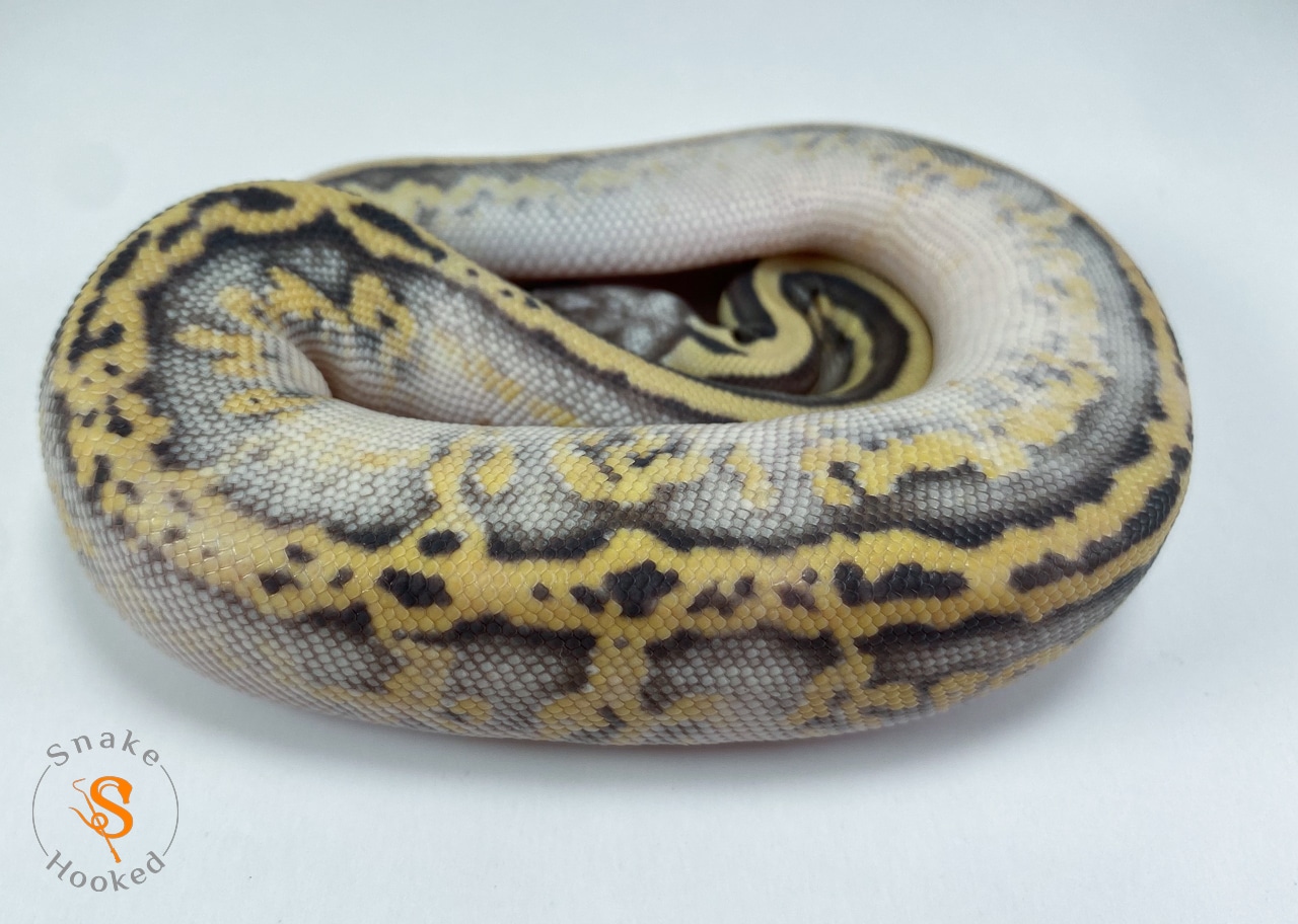 Super Pastel Leopard YB 100% Het Pied 50% Het Clown Poss OD Ball Python ...
