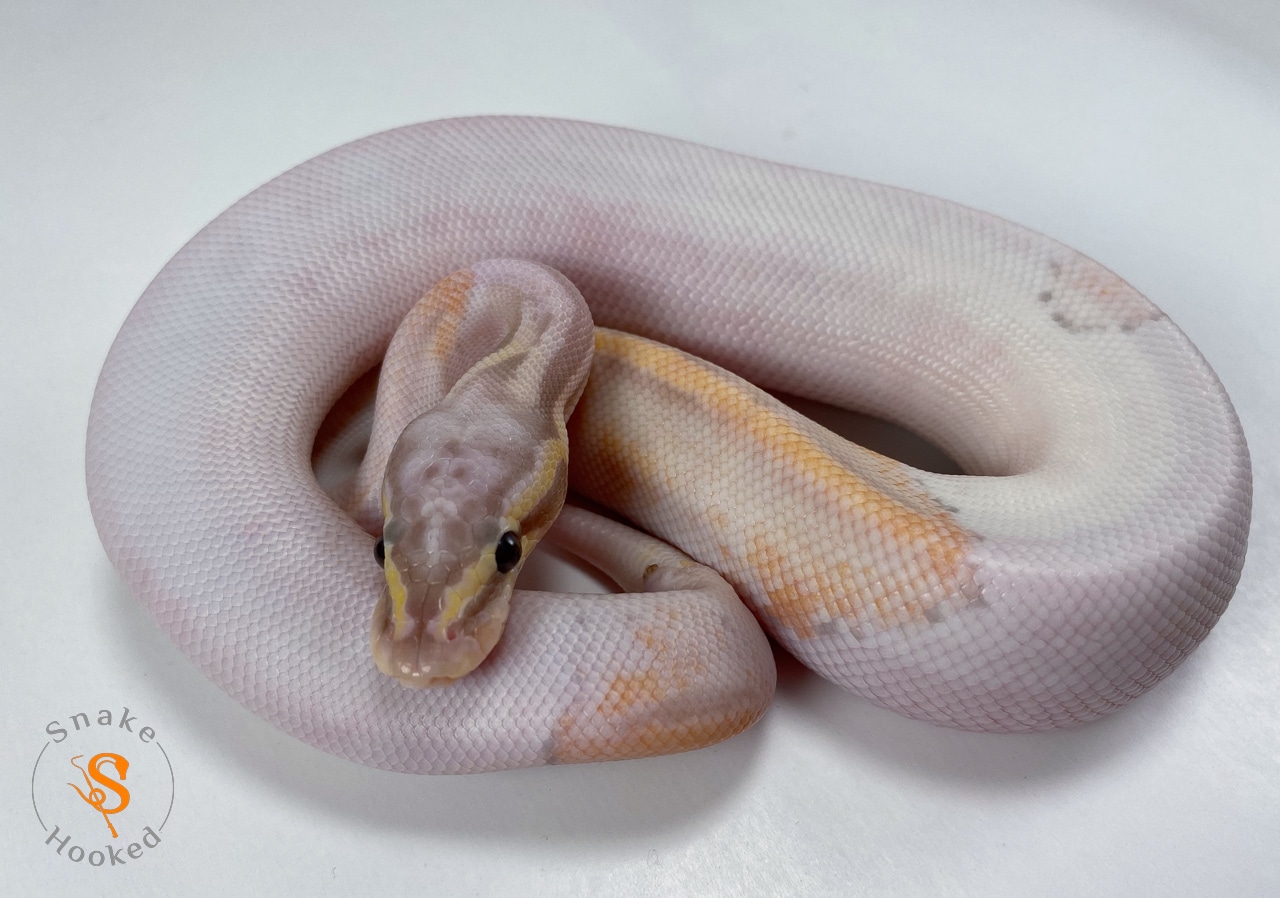 Super Pastel Coral Glow Pied 50% Het Clown (Female Maker) Ball Python ...