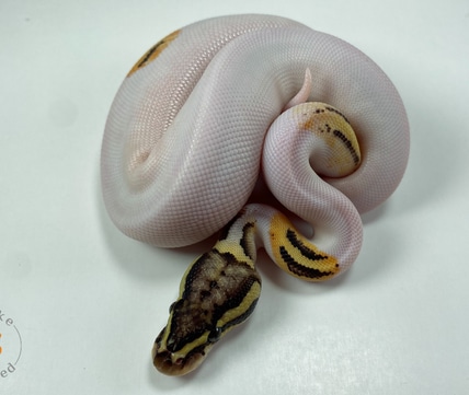 Leopard Pastel YB Pied 50% Het Clown Poss OD Ball Python by Snake ...