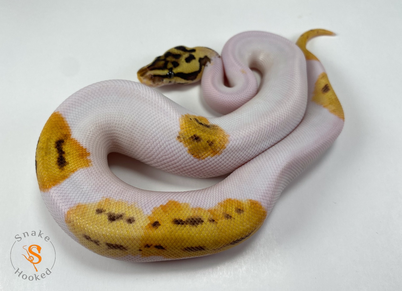 Leopard Pastel YB Pied 50% Het Clown Poss OD Ball Python by Snake ...