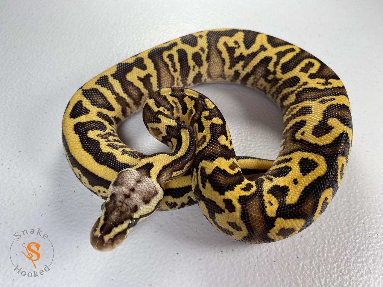 Leopard Pastel Double Het Pied Clown Ball Python by Snake Hooked ...