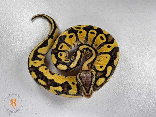 Pastel DH Pied/Clown Poss YB Poss OD Ball Python by Snake Hooked