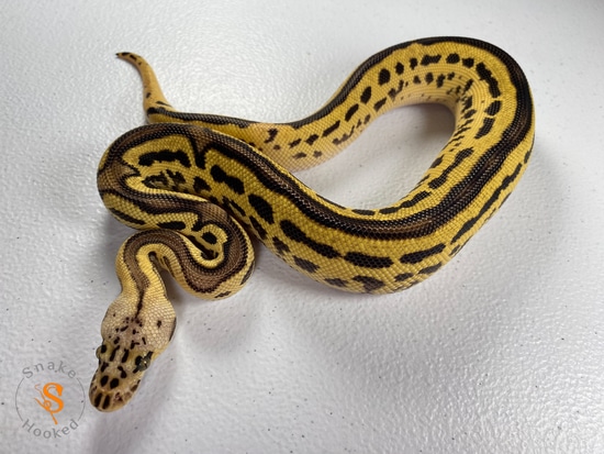 Pastel Leopard Clown Het Pied Poss YB Ball Python by Snake Hooked