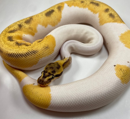 Leopard Pastel Yellow Belly Pied 100% Het Clown (Prob. Orange Dream ...