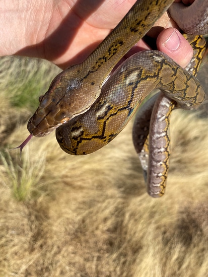 100% Pure Kalatoa Pair (TK Line) Reticulated Python by Snake Hooked