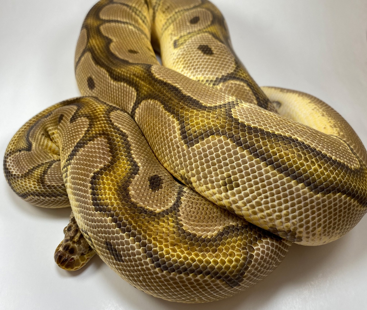 Pastel Clown Ball Python by Snake Hooked - MorphMarket