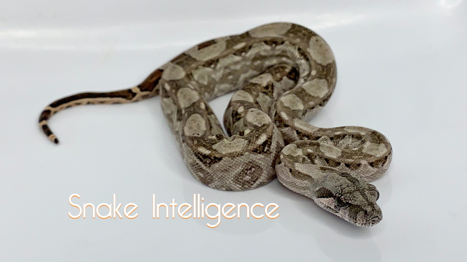 Caulker Caye Boa Constrictor by Snake Intelligence - MorphMarket