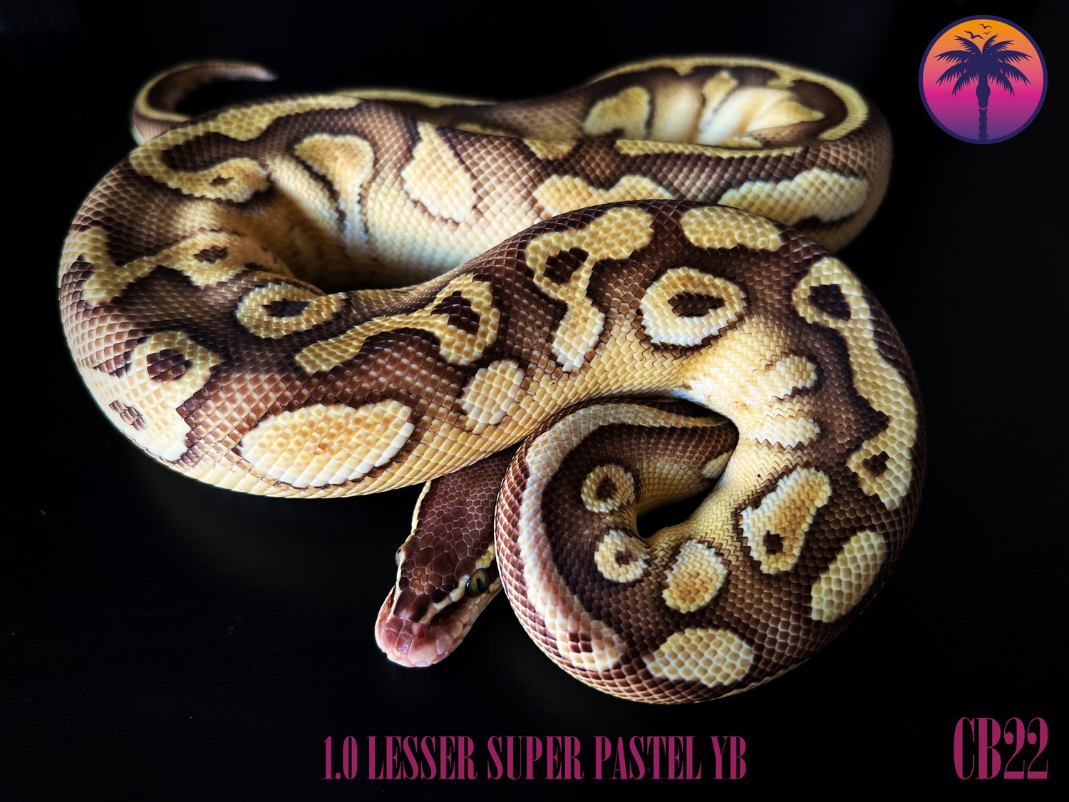 Lesser Super Pastel Yellow Belly Ball Python by RegiusVibe - MorphMarket