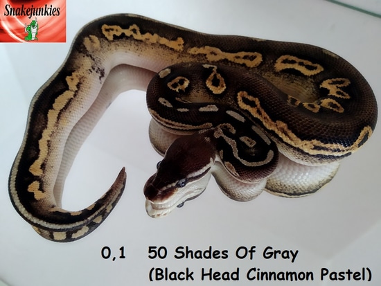 50 Shades Of Gray Ball Python by Snakejunkies