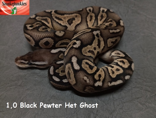 Black Pewter Het Hypo (Ghost) Ball Python by Snakejunkies