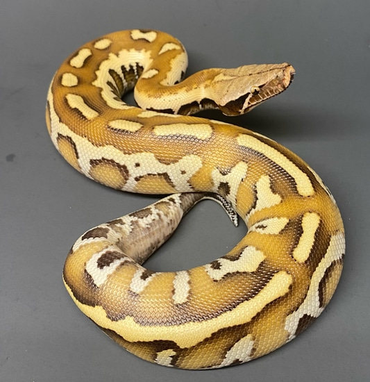Matrix Het. T+ Blood Python by SnakeJunky