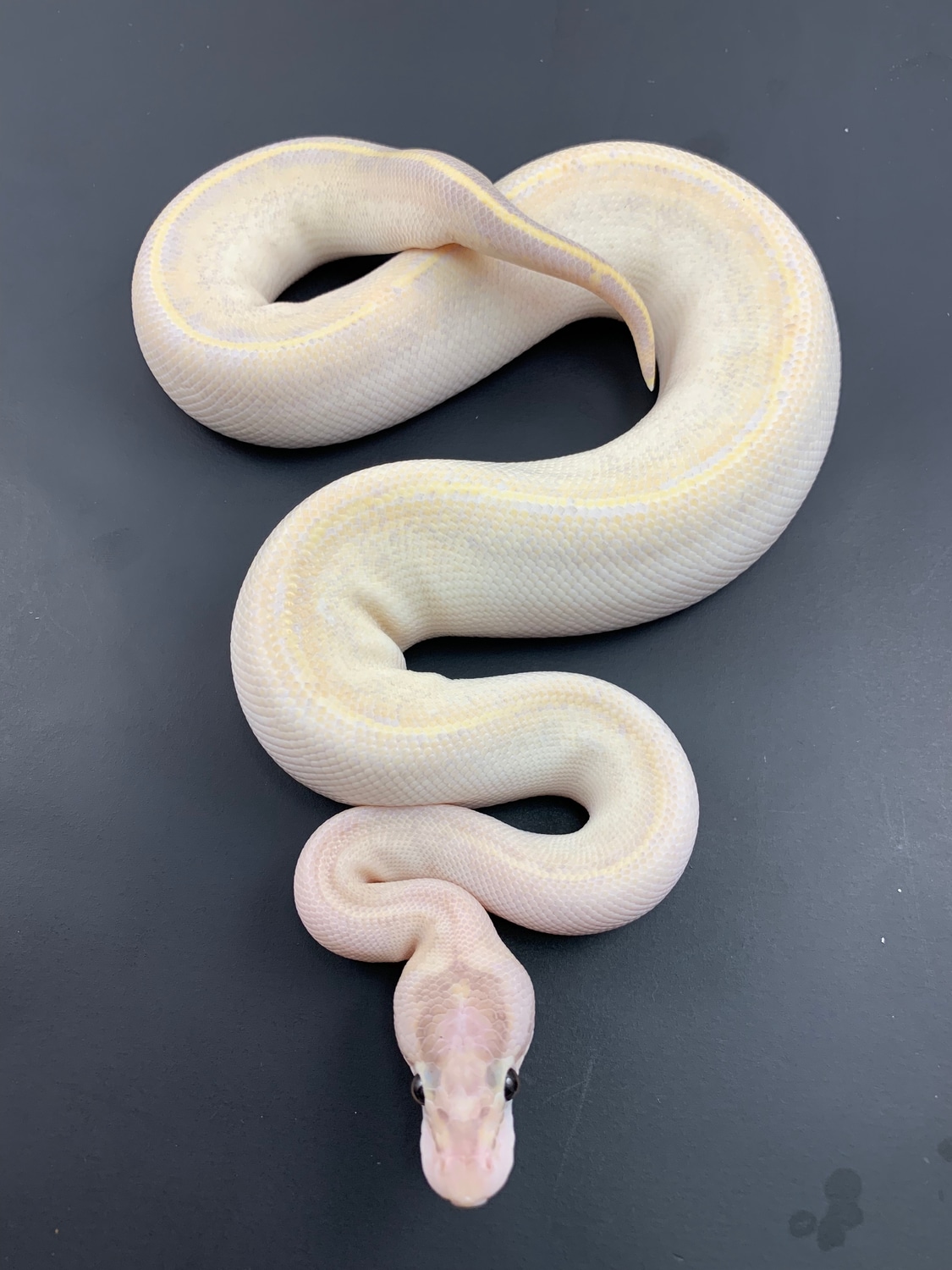 Ivory (Orange Belly?) Ball Python by The Snake Lab - MorphMarket