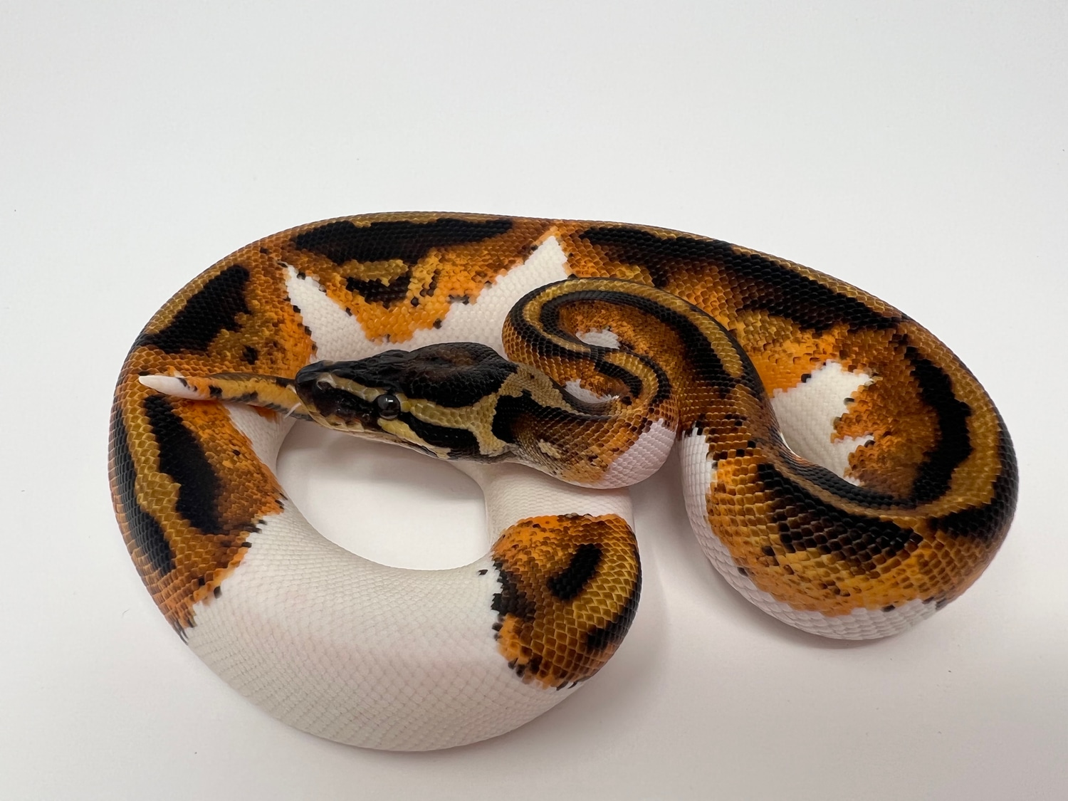 Yellow Belly Pied Ball Python by The Snake Lab - MorphMarket