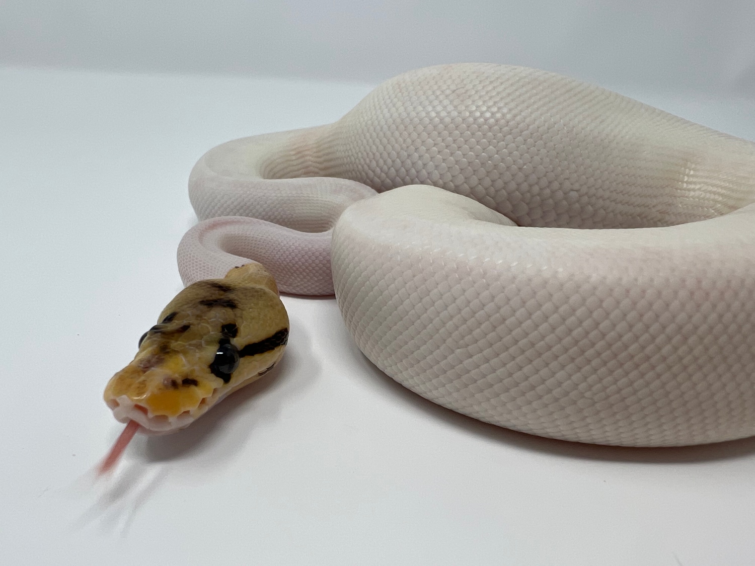 Spied Ball Python by The Snake Lab - MorphMarket