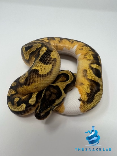 Pastel Enchi Pied Ball Python by The Snake Lab