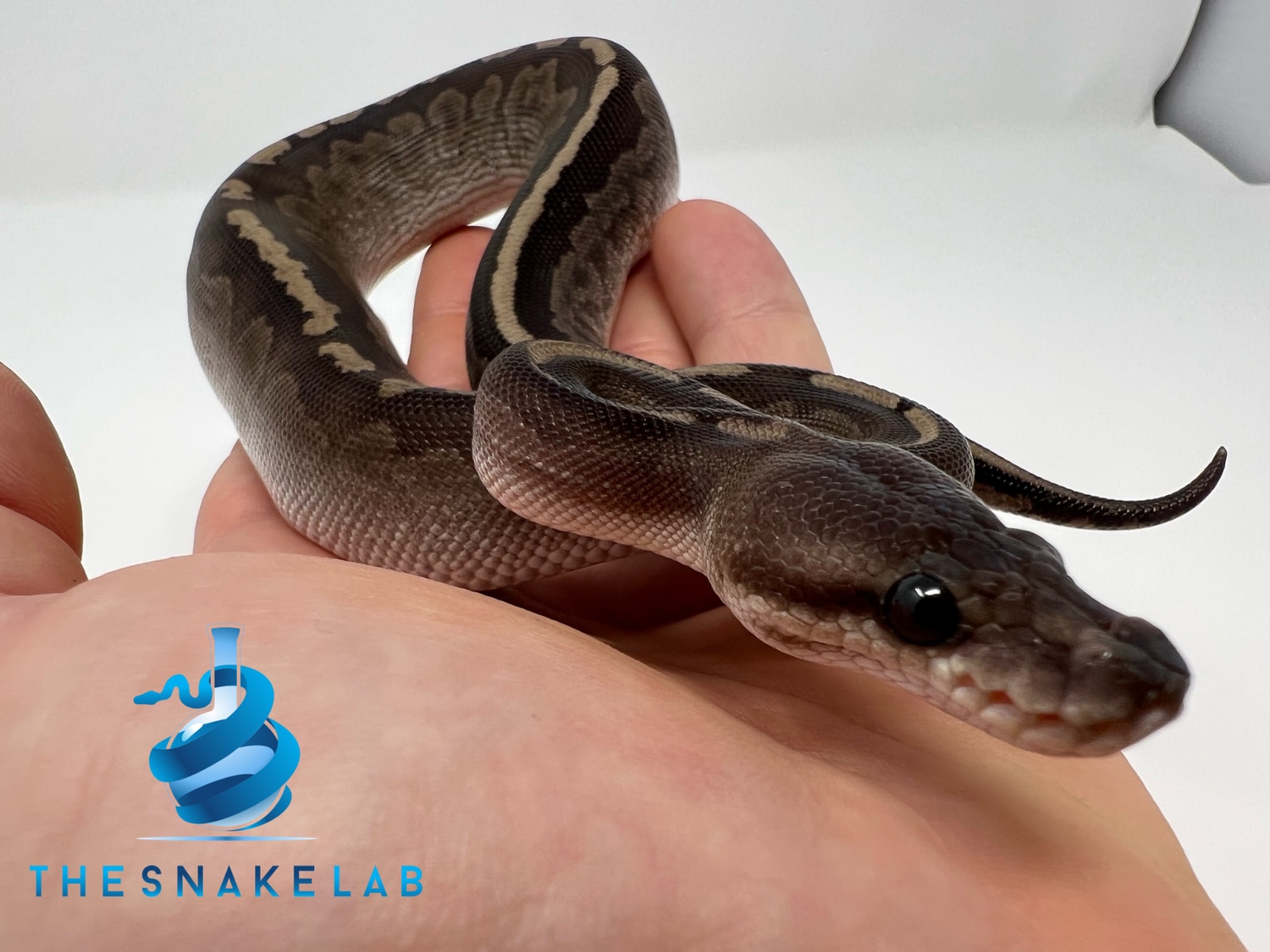 Black Pastel Huffman Het Hypo Ball Python by The Snake Lab - MorphMarket
